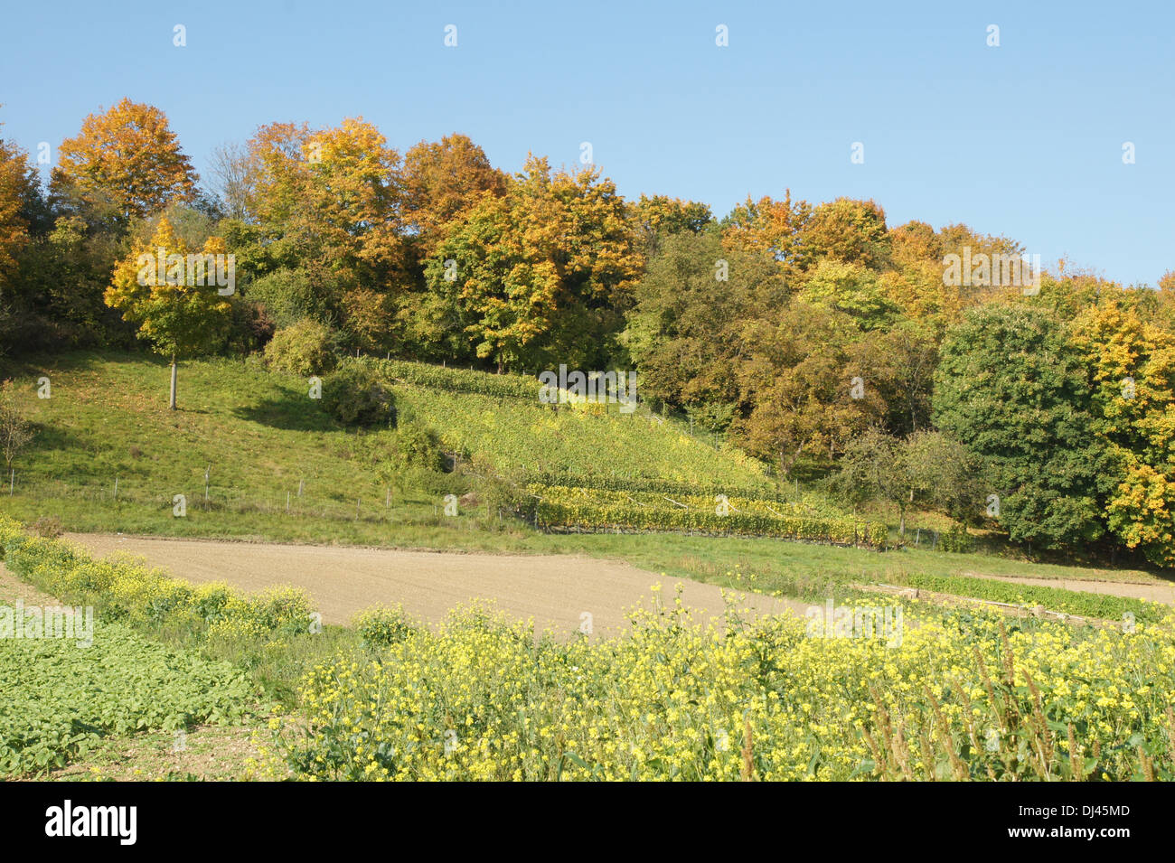 Vitis vinifera, Weinberg, vine yard Stock Photo - Alamy Vitis vinifera, Weinberg, vine yard Stock Photo - Alamy
