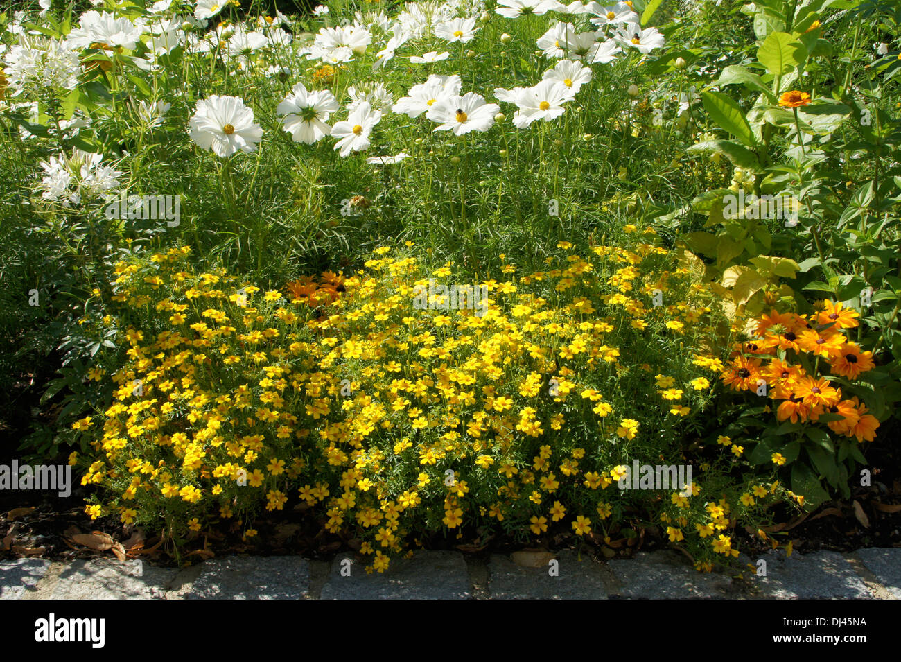 Common marigold hi-res stock photography and images - Alamy