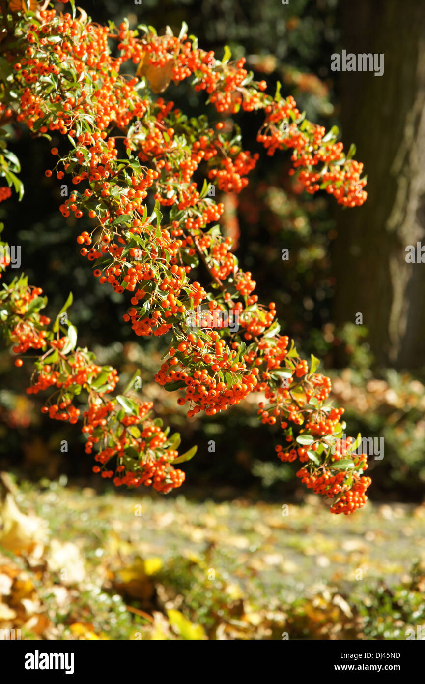 Pyracantha hedge hi-res stock photography and images - Alamy