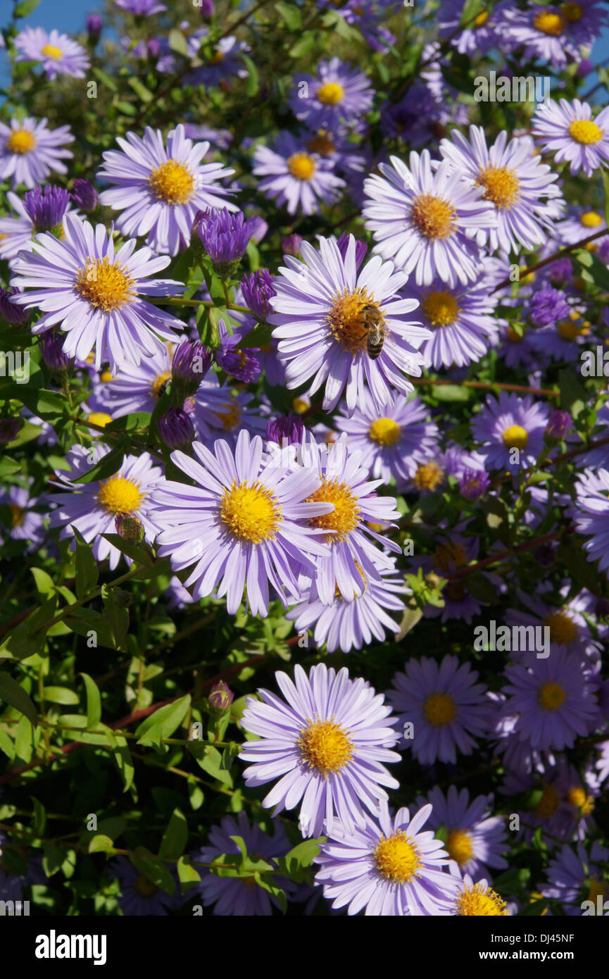 Astern hi-res stock photography and images - Alamy