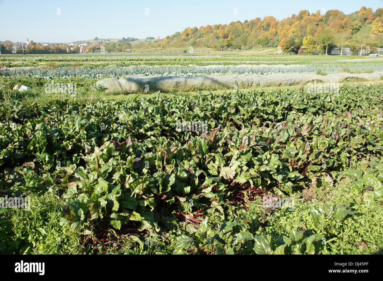 Beta vulgaris garten hi-res stock photography and images - Alamy