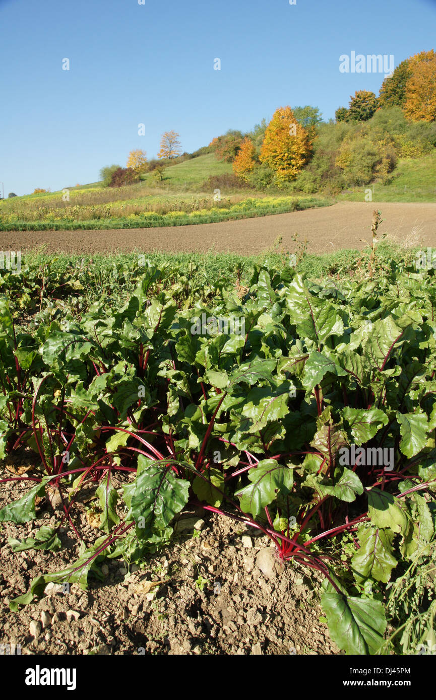 Beta vulgaris, Rote Bete, beet roots Stock Photo - Alamy