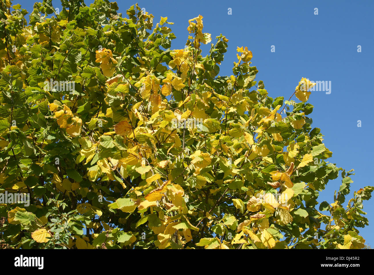 Baum Hasel High Resolution Stock Photography and Images - Alamy