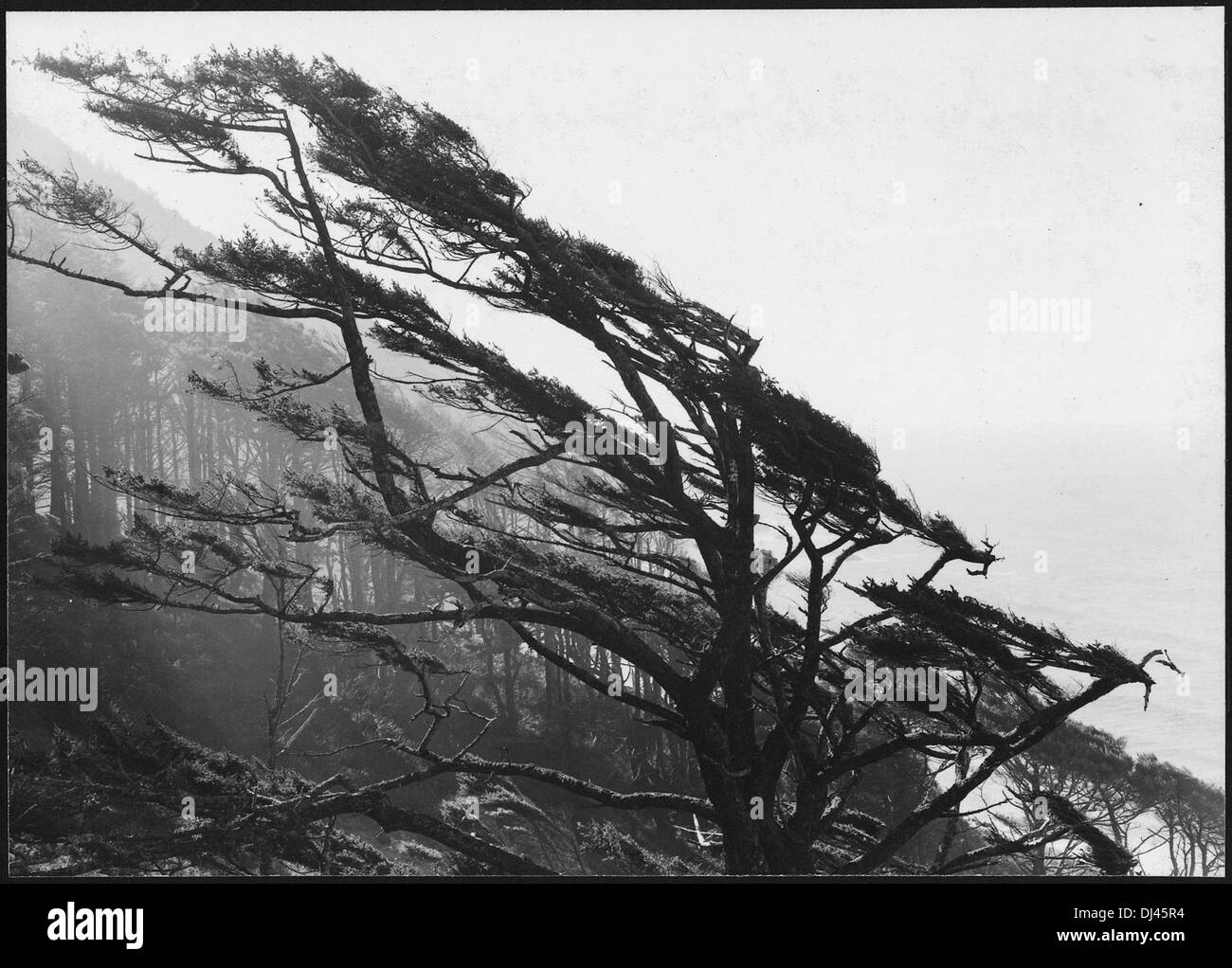A photograph of wind-swept spruces, capturing the resilience of these ...