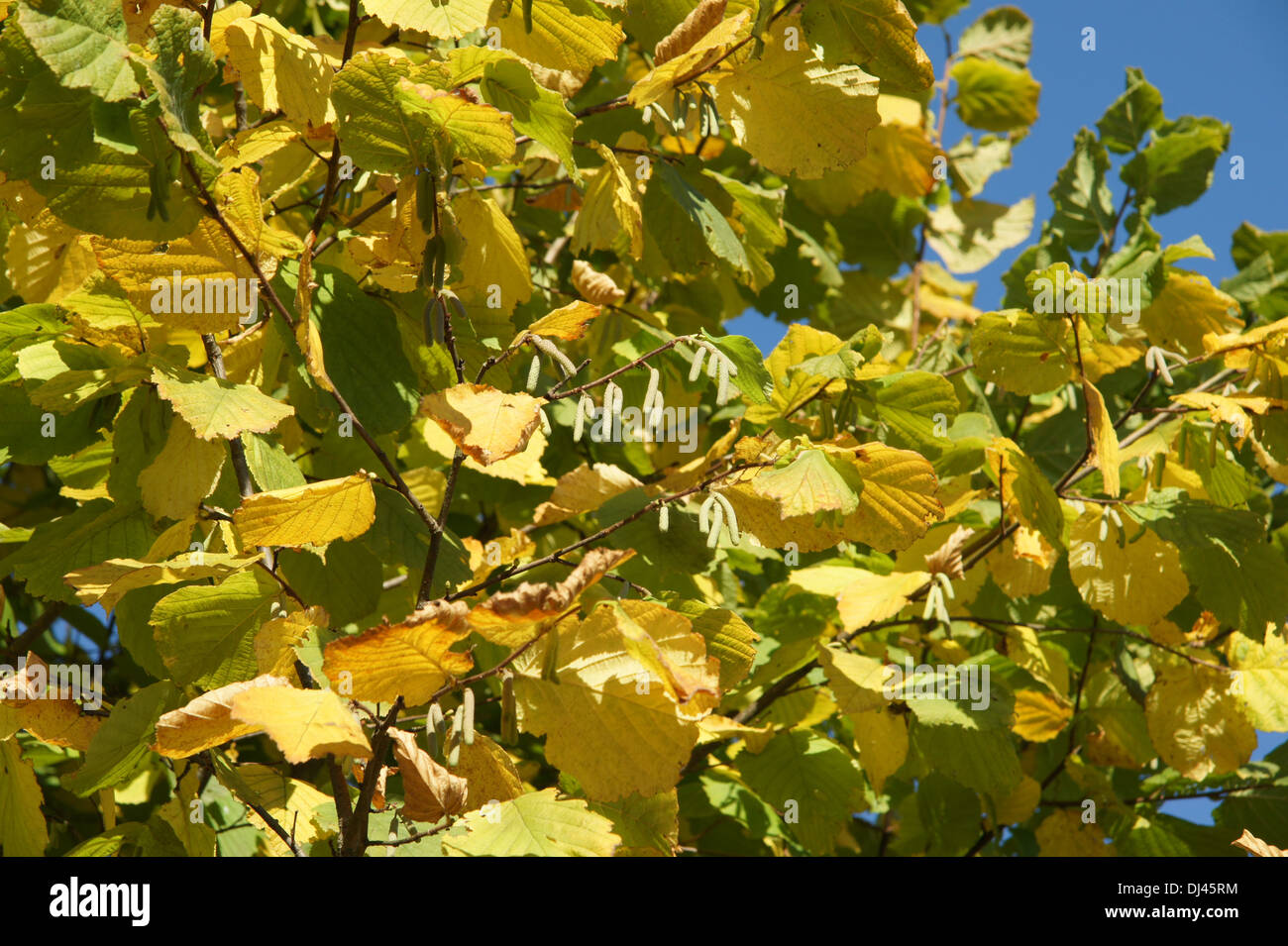 Baum hasel hi-res stock photography and images - Alamy