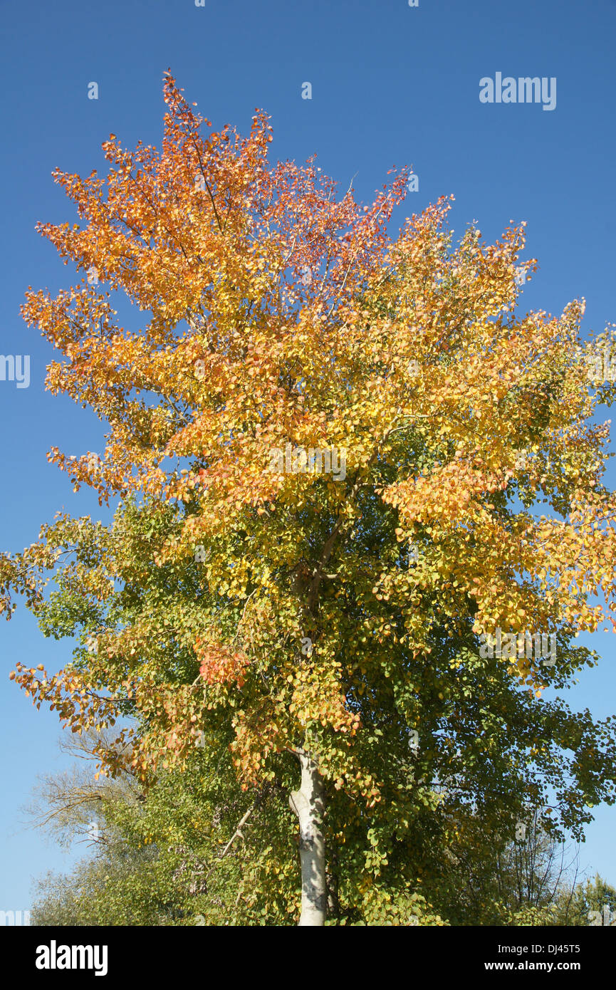 Populus tremula, Zitterpappel, aspen Stock Photo - Alamy