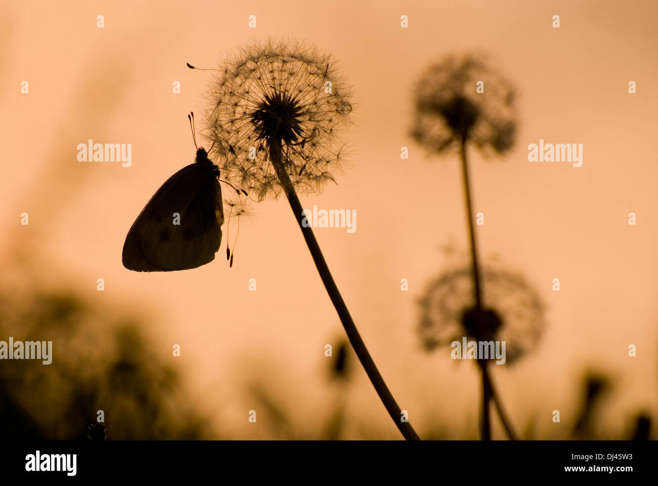 dandelion with butterfly Stock Photo - Alamy