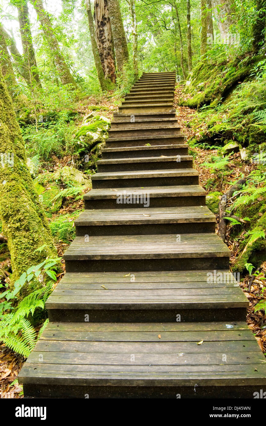 Wooden walkway into the forest Stock Photo - Alamy