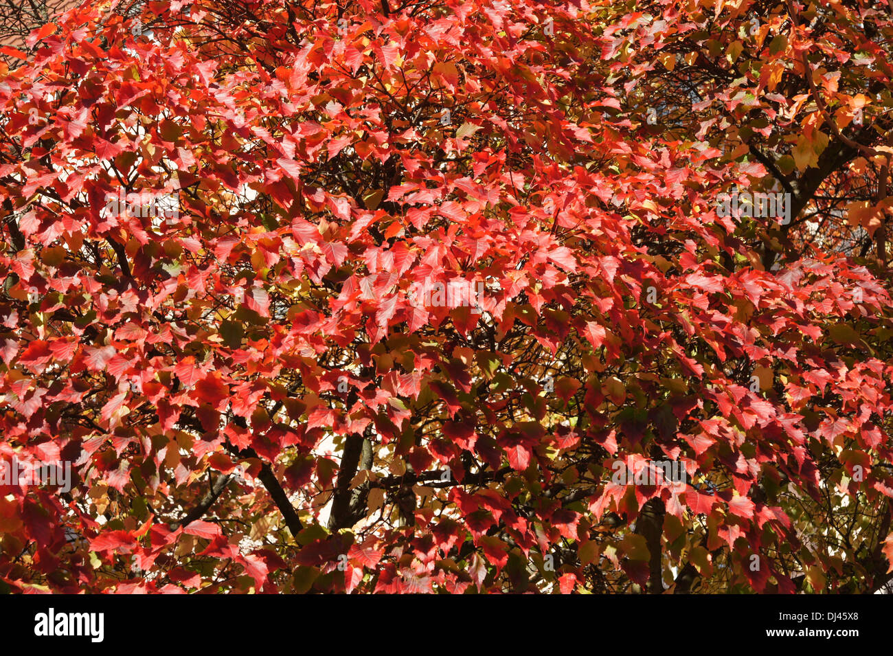 Acer ginnala, Feuerahorn, amur maple Stock Photo - Alamy