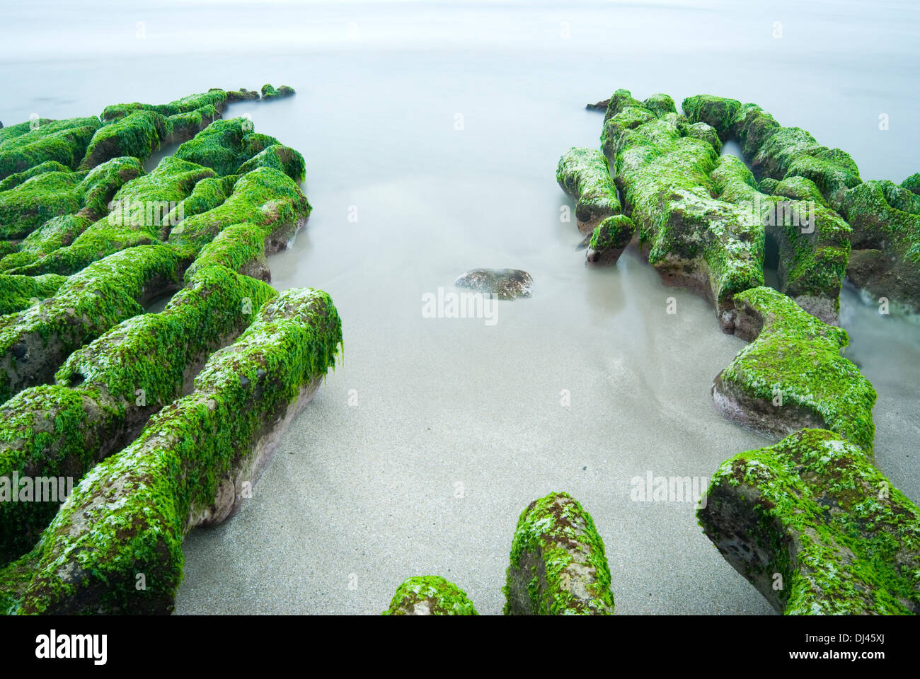 Full of seaweed hi-res stock photography and images - Alamy