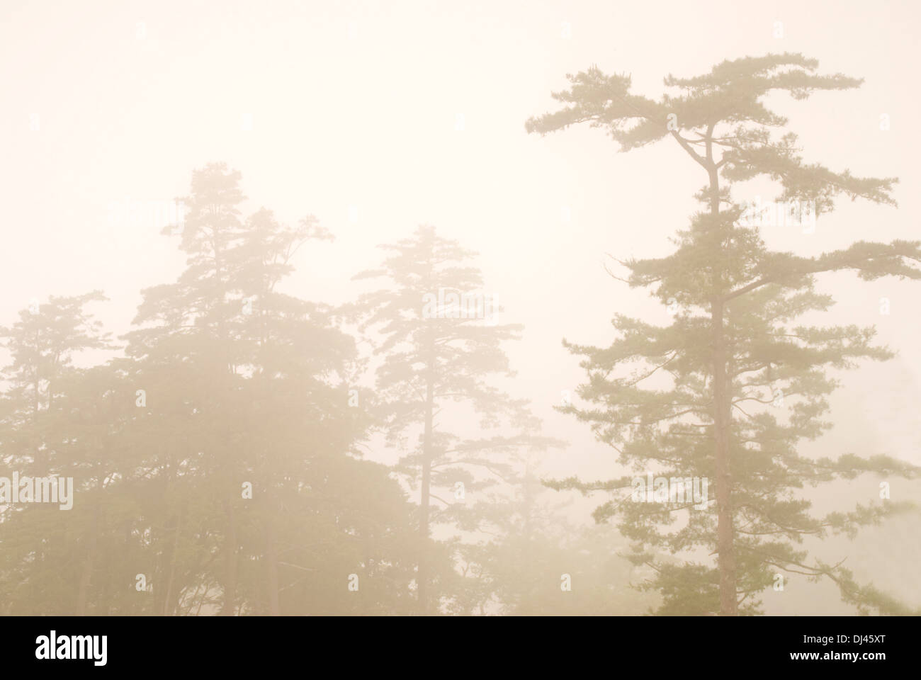pine tree in the forest with fog Stock Photo - Alamy
