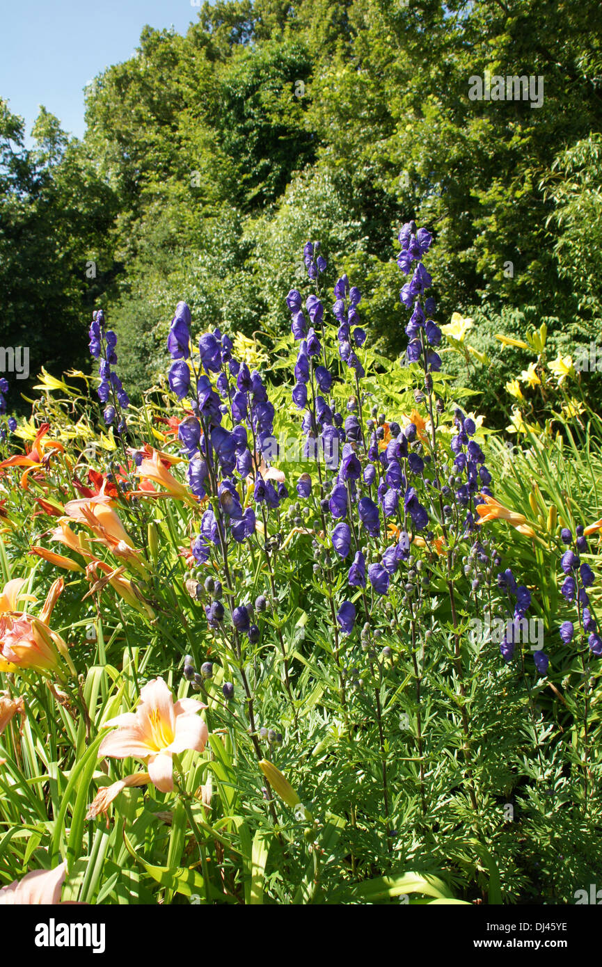 Aconites monkshood hi-res stock photography and images - Alamy