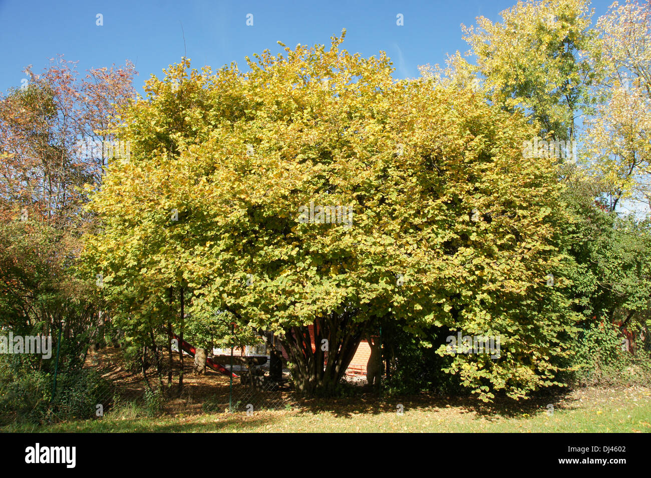 Haselnussst hi-res stock photography and images - Alamy