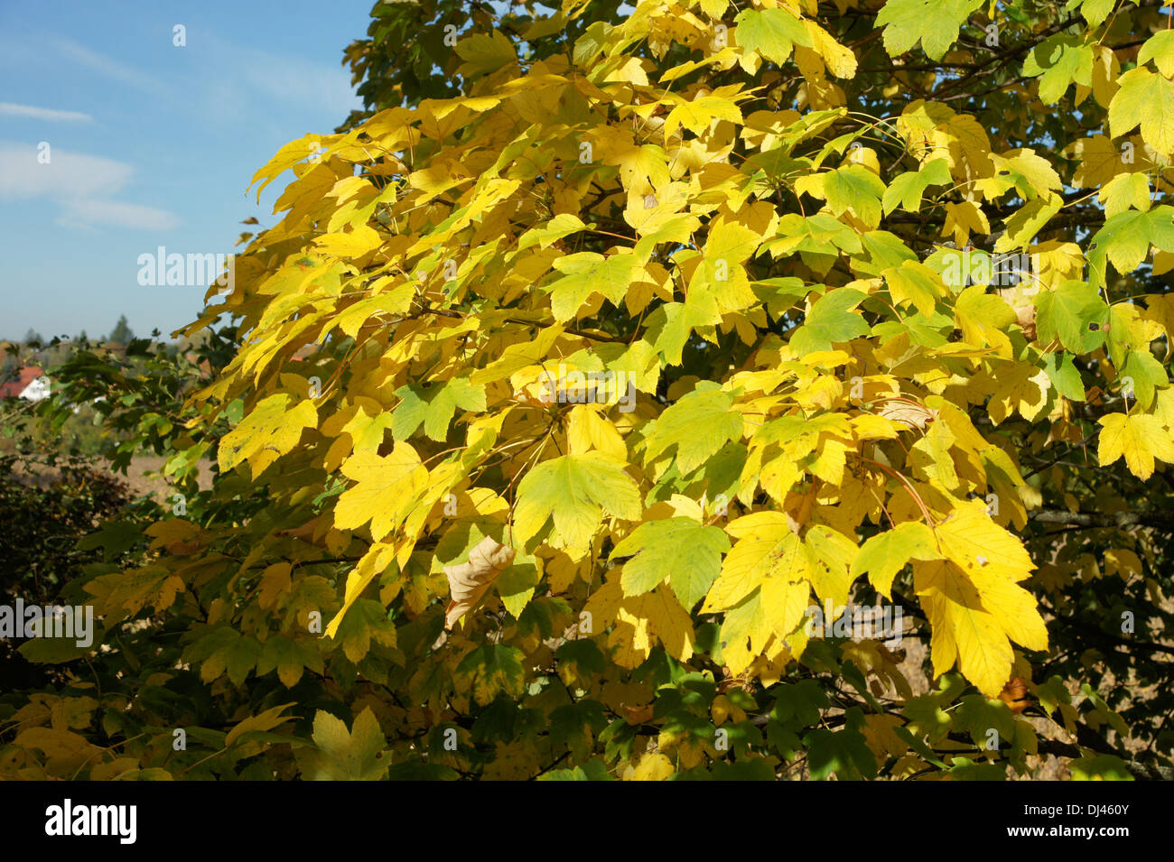Acer pseudoplatanus, Bergahorn, sycamore maple Stock Photo - Alamy