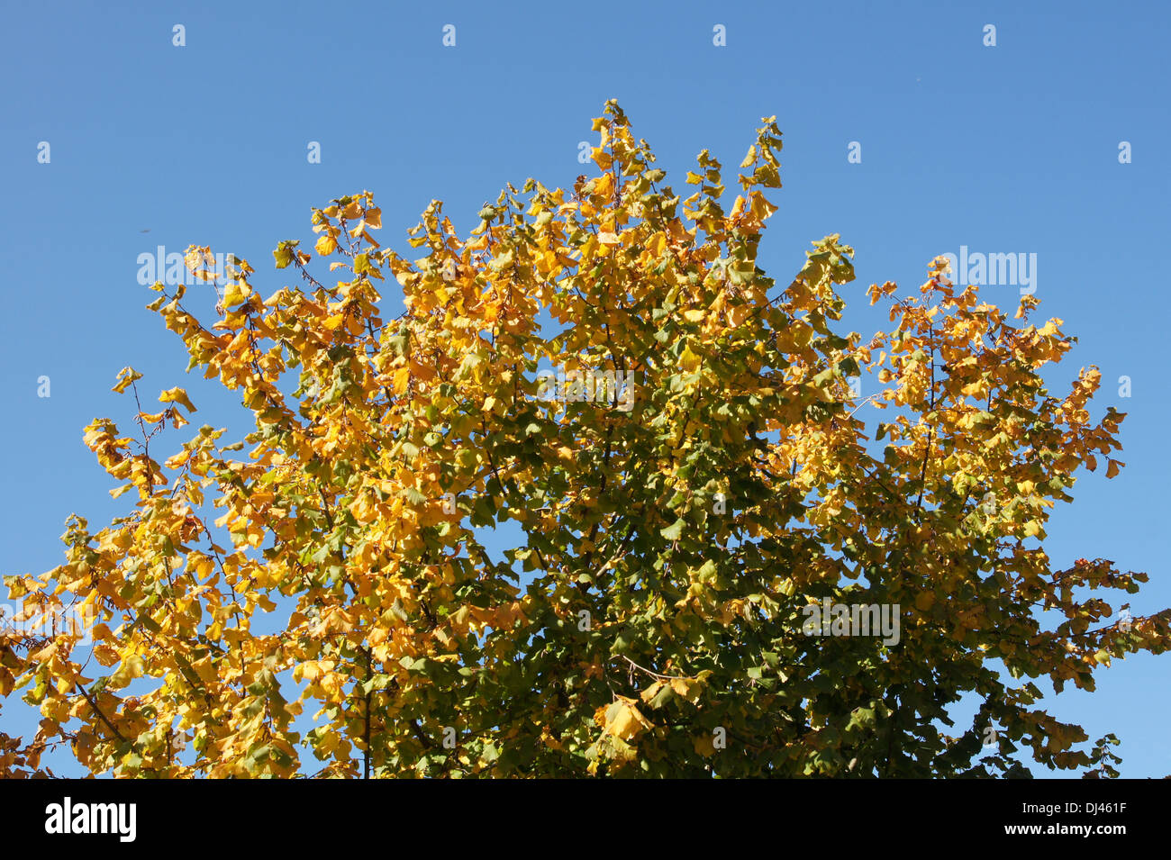 Haselnussstrauch hi-res stock photography and images - Alamy