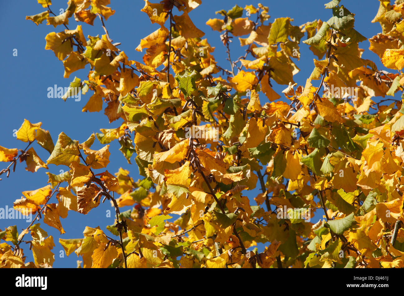 Haselnussstrauch hi-res stock photography and images - Alamy