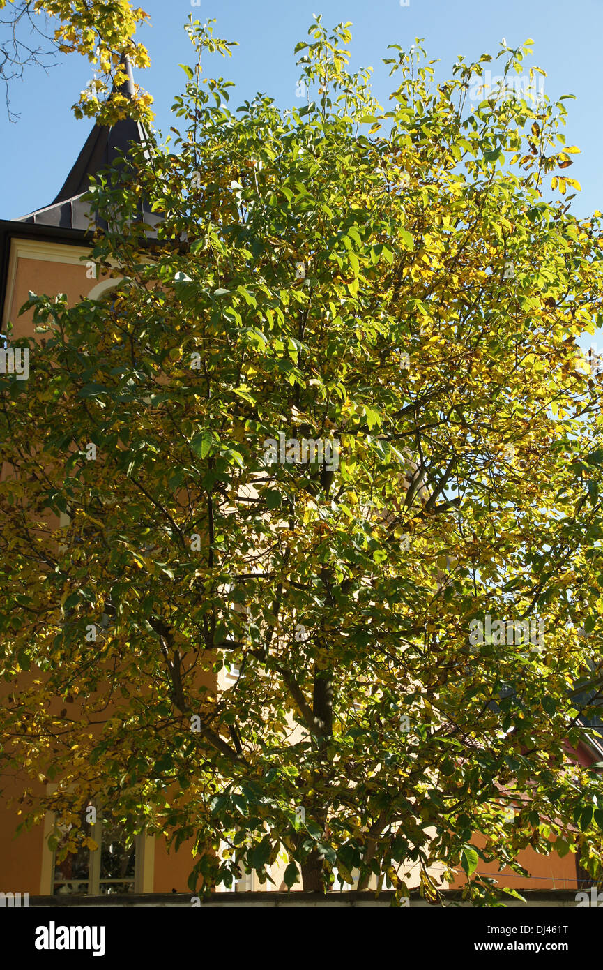 Juglans regia, Walnussbaum, walnut tree Stock Photo - Alamy