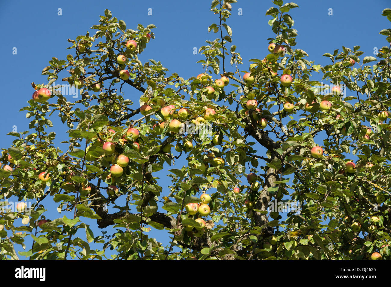 Apfel malus hi-res stock photography and images - Alamy