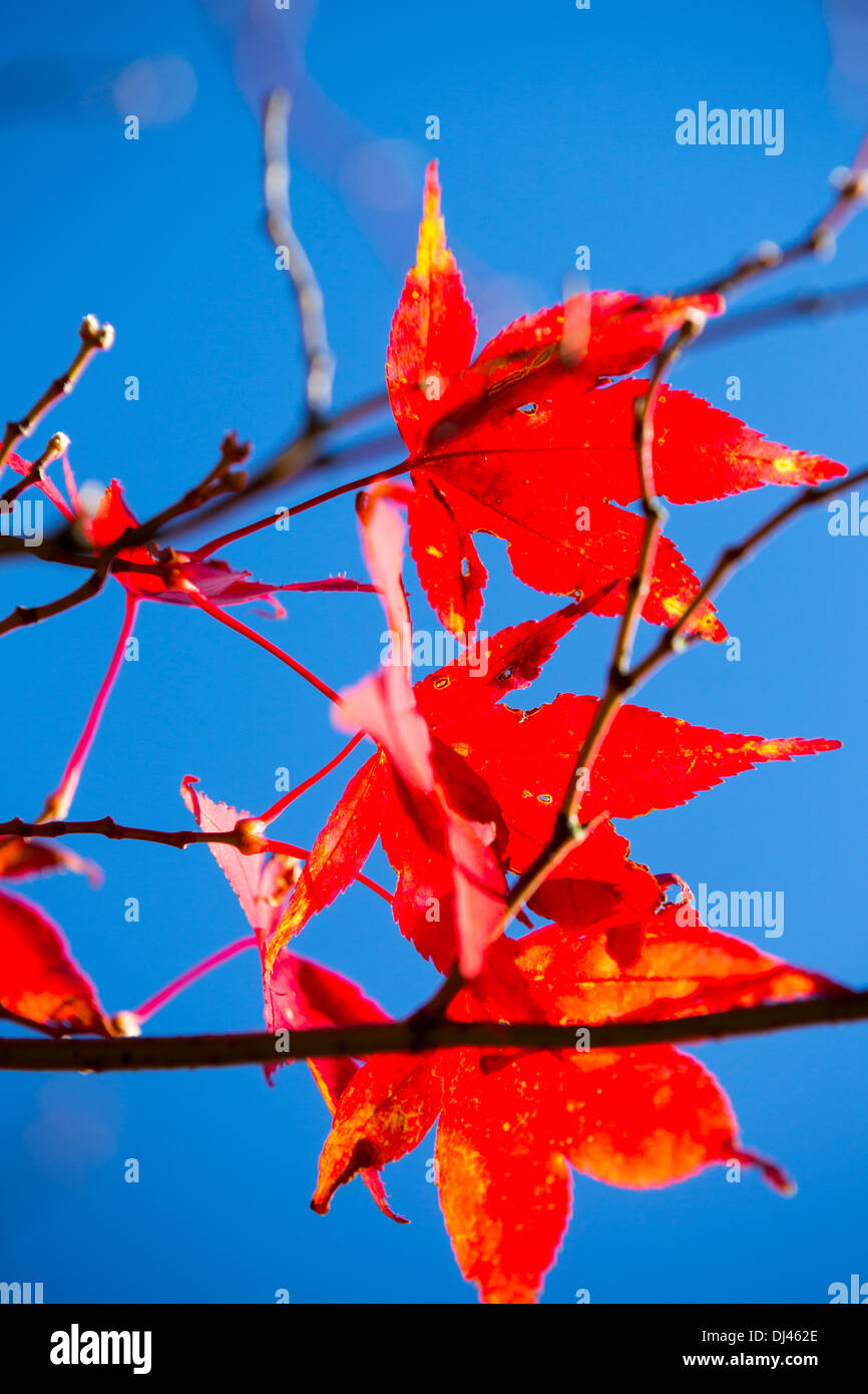 Acer tree in autumn colours hi-res stock photography and images - Alamy