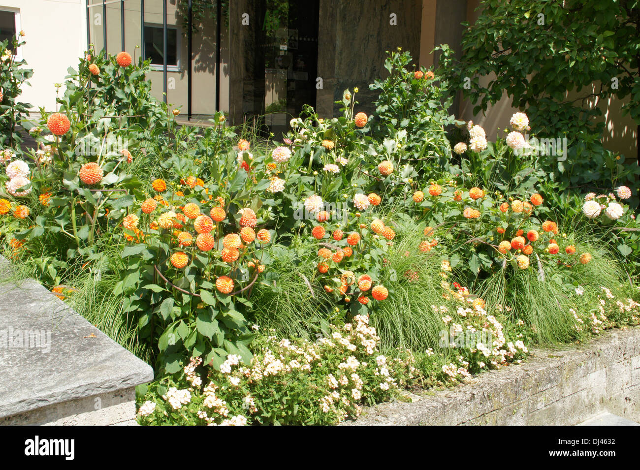 Georginen hi-res stock photography and images - Alamy
