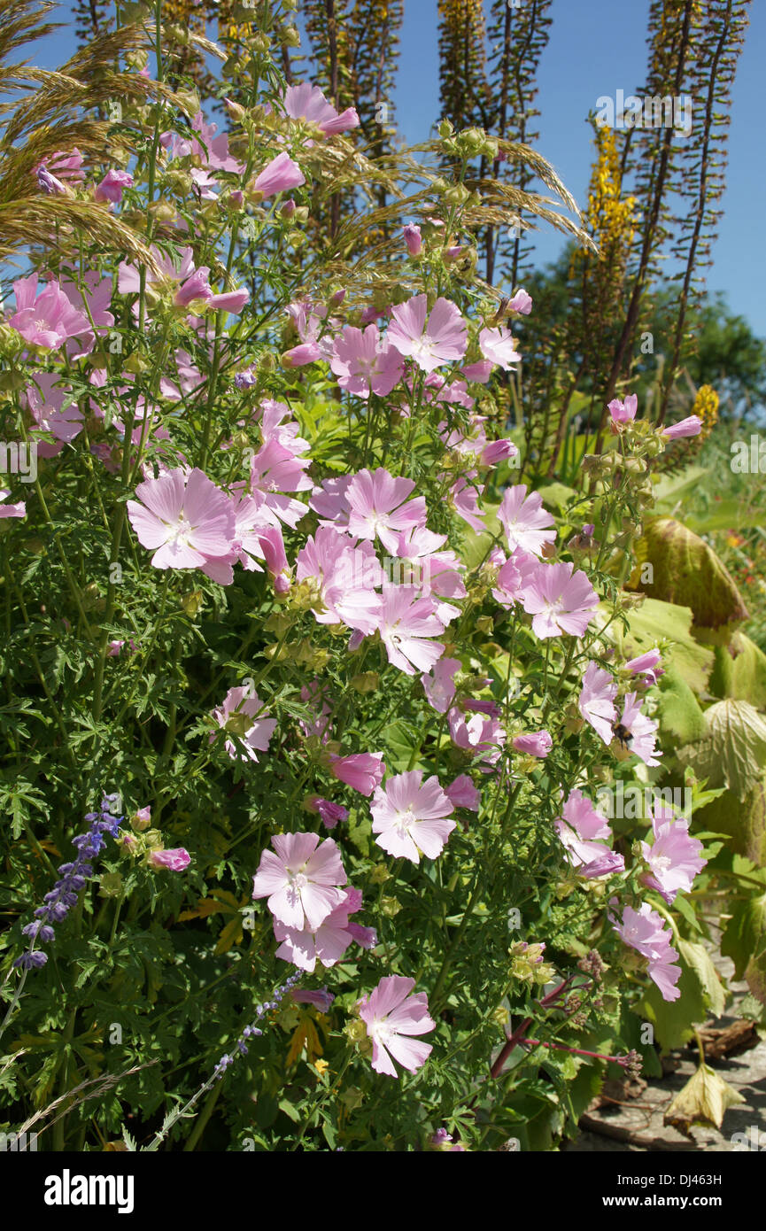 Musk mallow rosea hi-res stock photography and images - Alamy