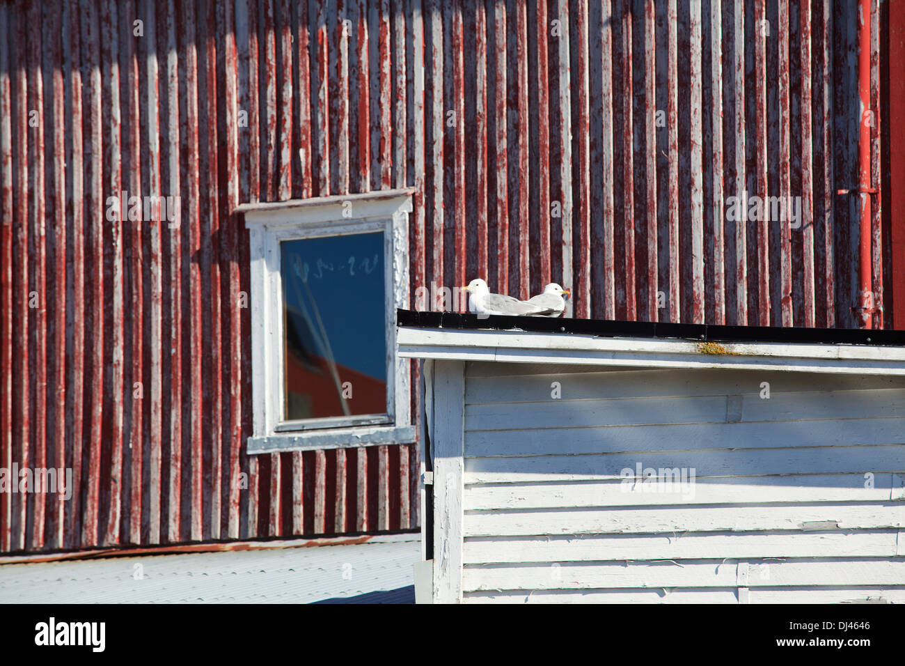 Window, Lofoten Islands, Nordland, Norway, Scandinavia, Europe Stock ...