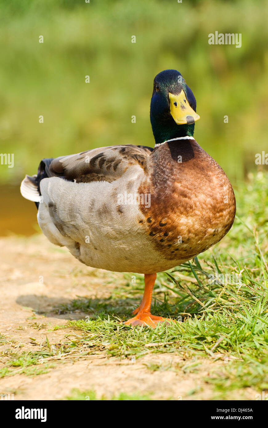 male wild duck stand on single foot Stock Photo - Alamy