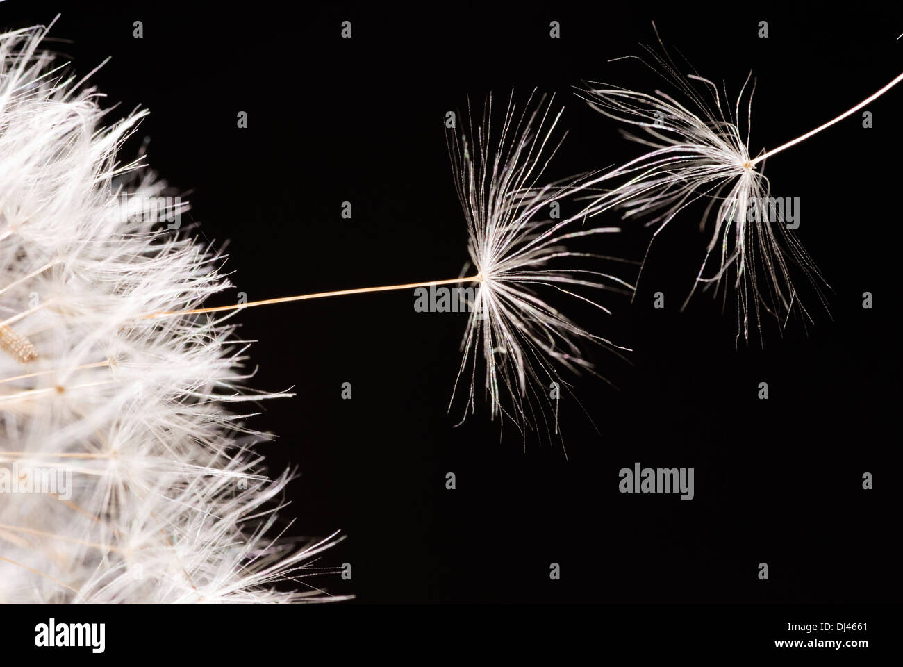 Dandelion seeds flying away Stock Photo - Alamy