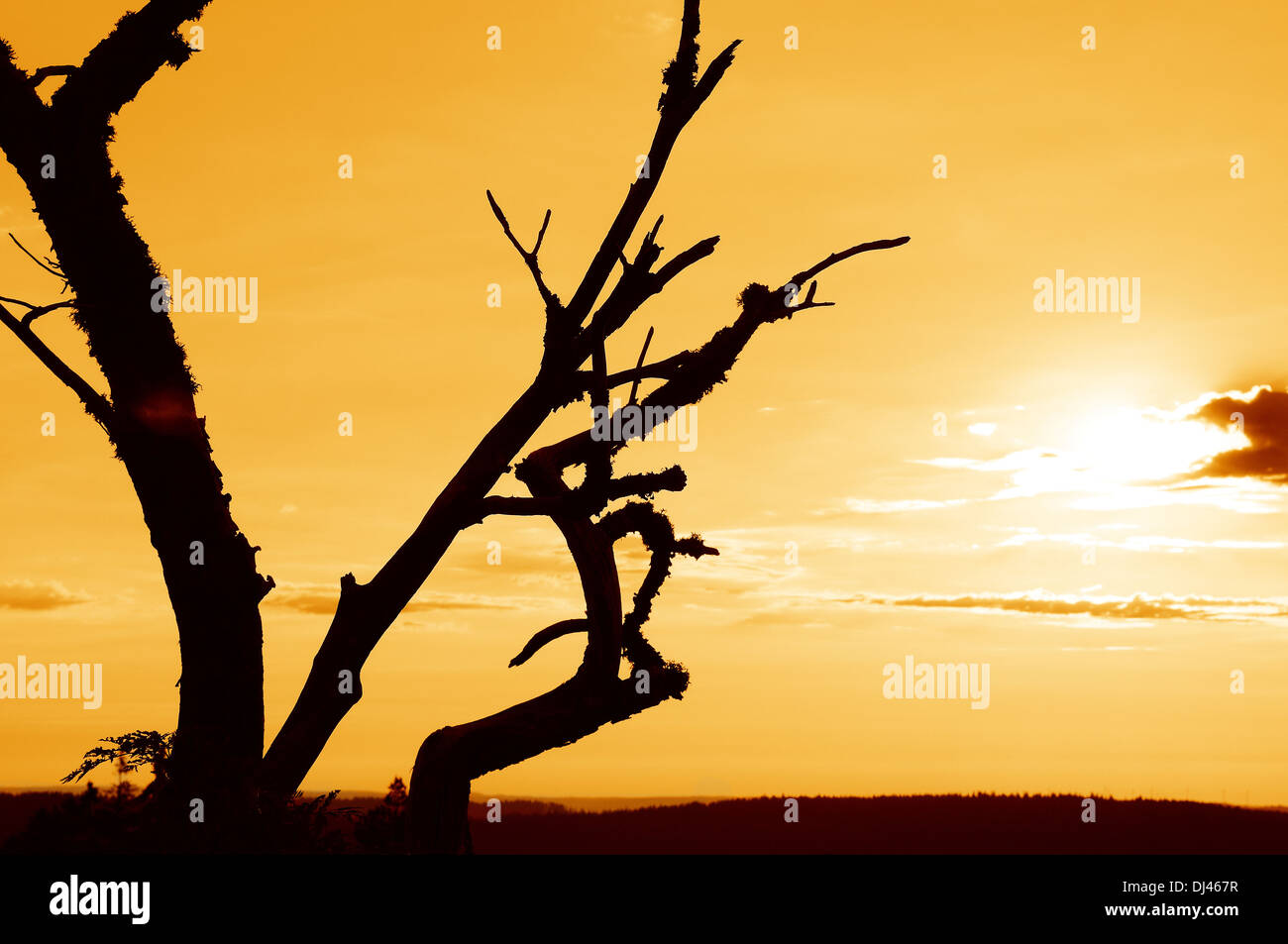 Skinny dead trees hi-res stock photography and images - Alamy