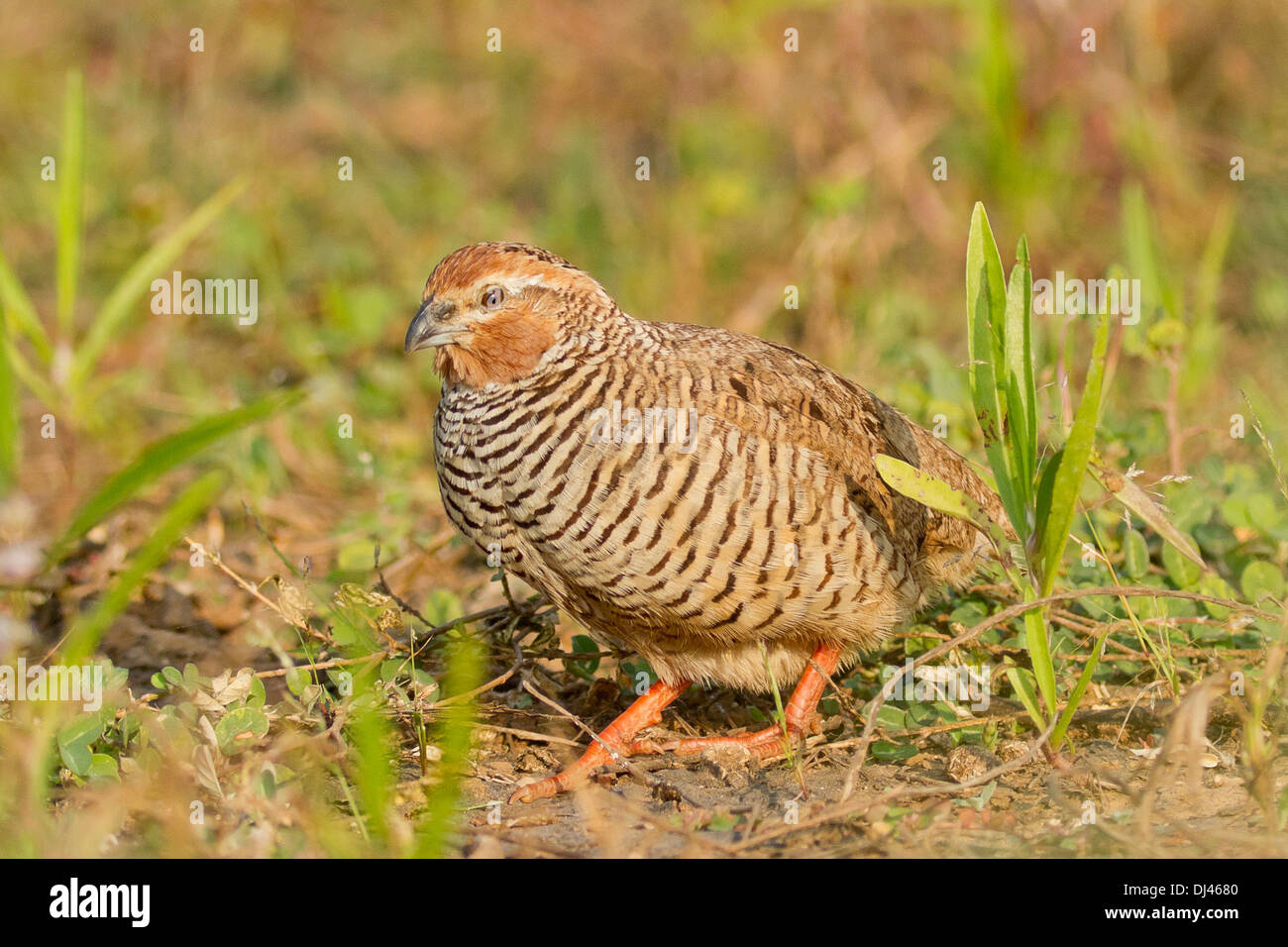 Jungle bush quail rajasthan hi-res stock photography and images - Alamy