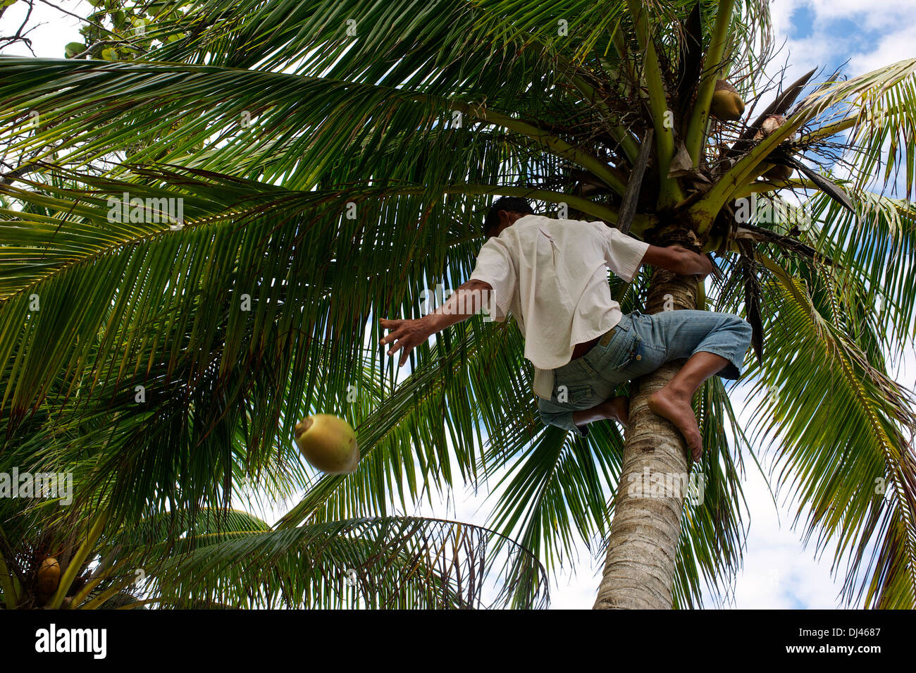 Indian harvesting hi-res stock photography and images - Alamy