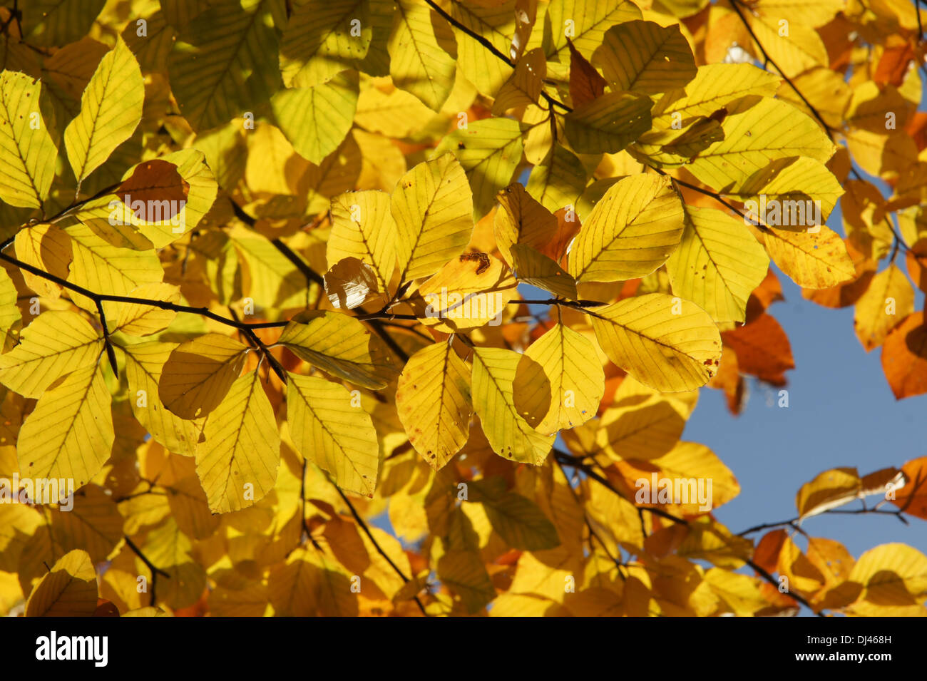 Fagus sylvatica, Rotbuche, beech Stock Photo - Alamy
