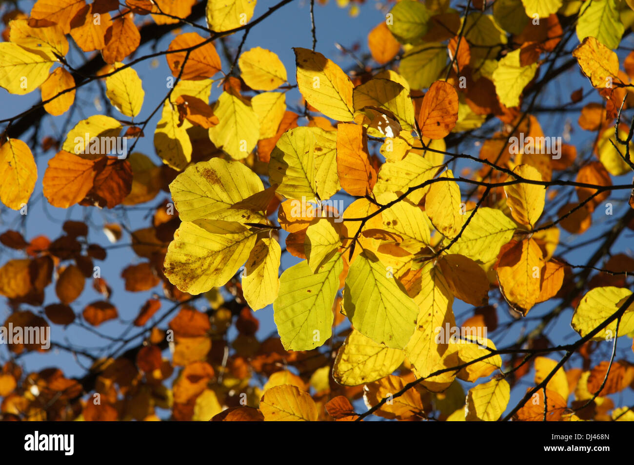 Fagus sylvatica, Rotbuche, beech Stock Photo - Alamy