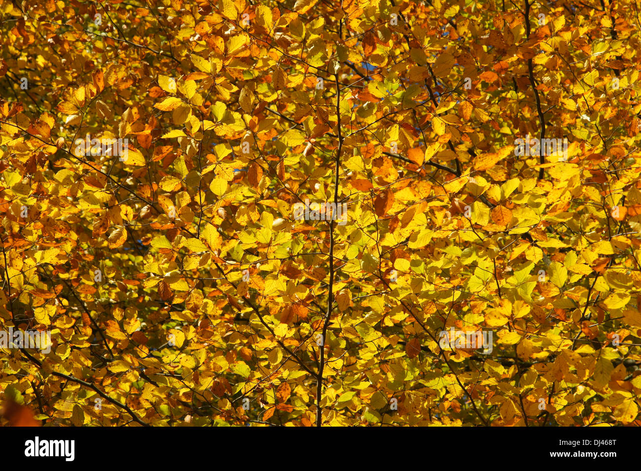 Fagus sylvatica, Rotbuche, beech Stock Photo - Alamy