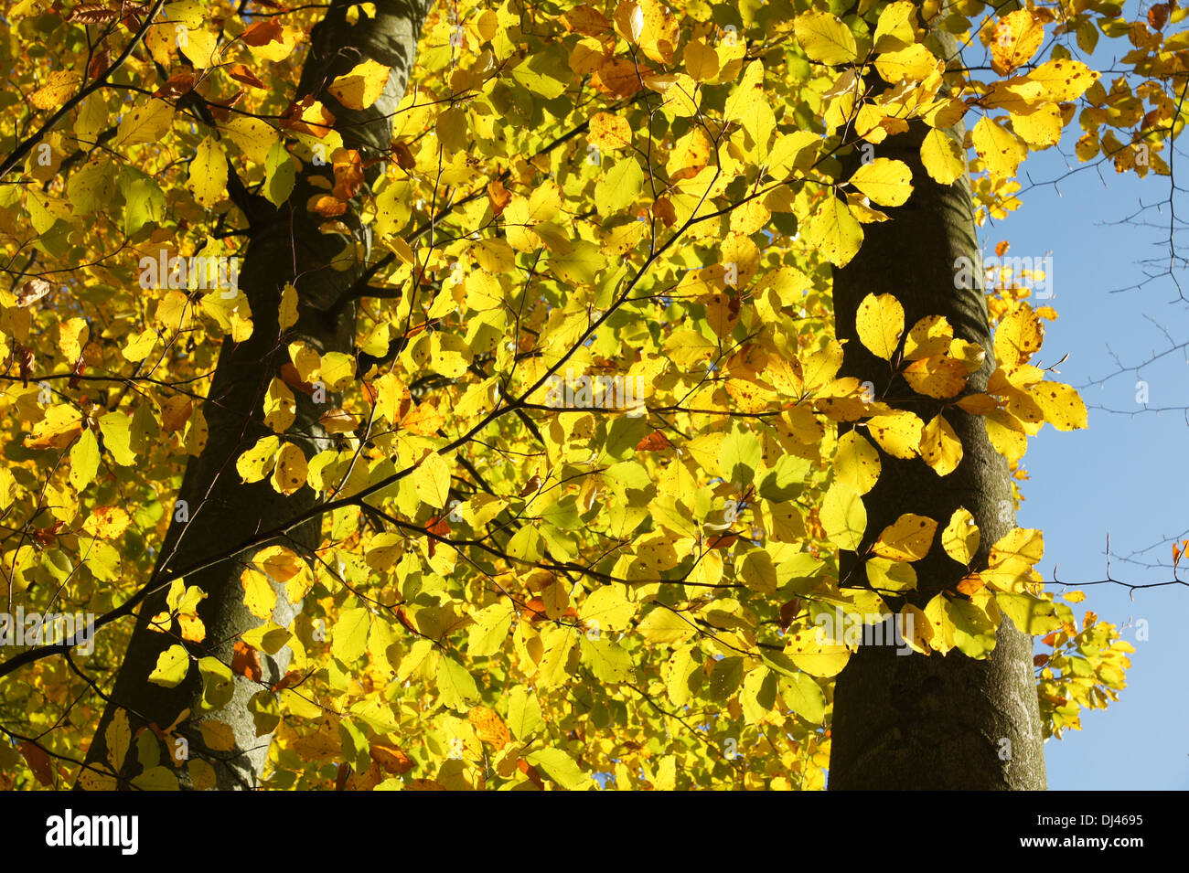 Fagus sylvatica, Rotbuche, beech Stock Photo - Alamy