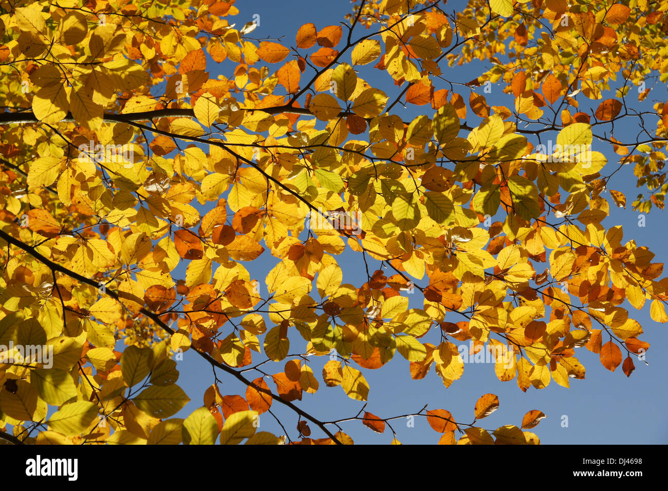 Fagus sylvatica, Rotbuche, beech Stock Photo - Alamy