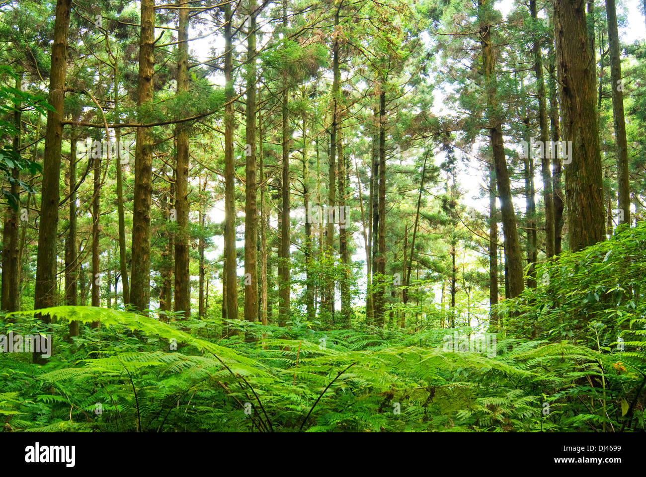 Taiwan mountain trail hi-res stock photography and images - Alamy