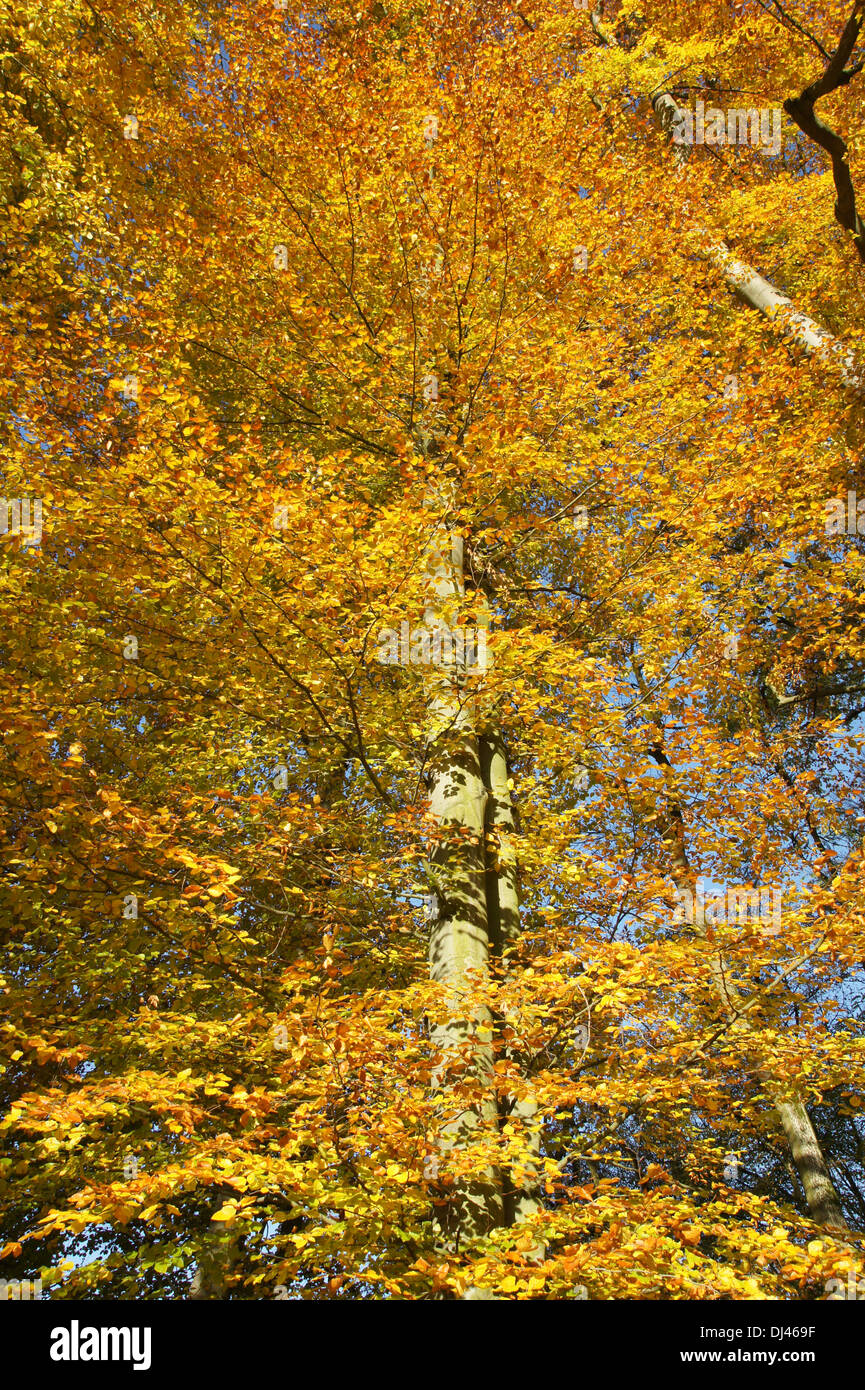Fagus sylvatica, Rotbuche, beech Stock Photo - Alamy
