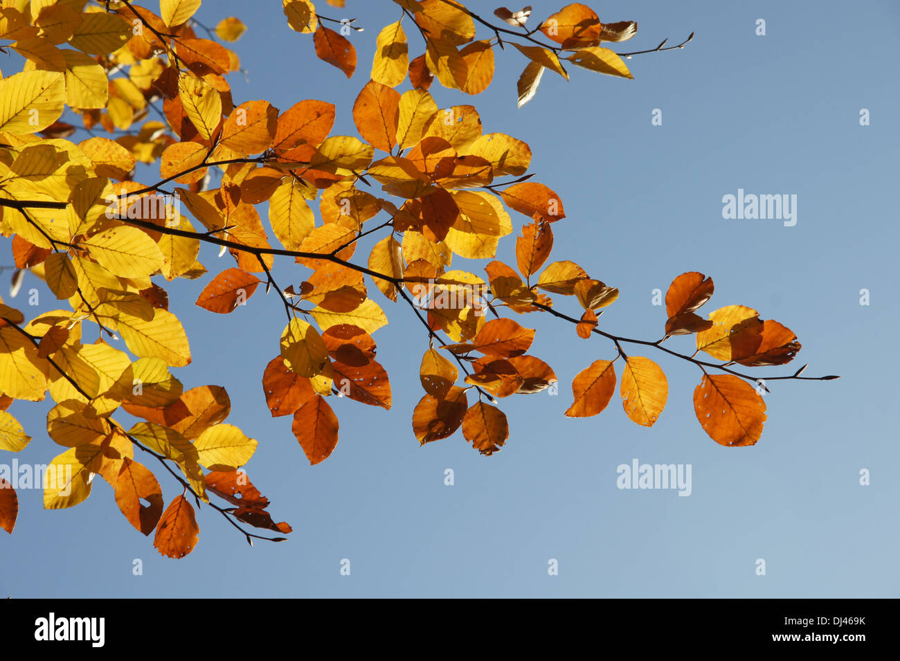 Fagus sylvatica, Rotbuche, beech Stock Photo - Alamy
