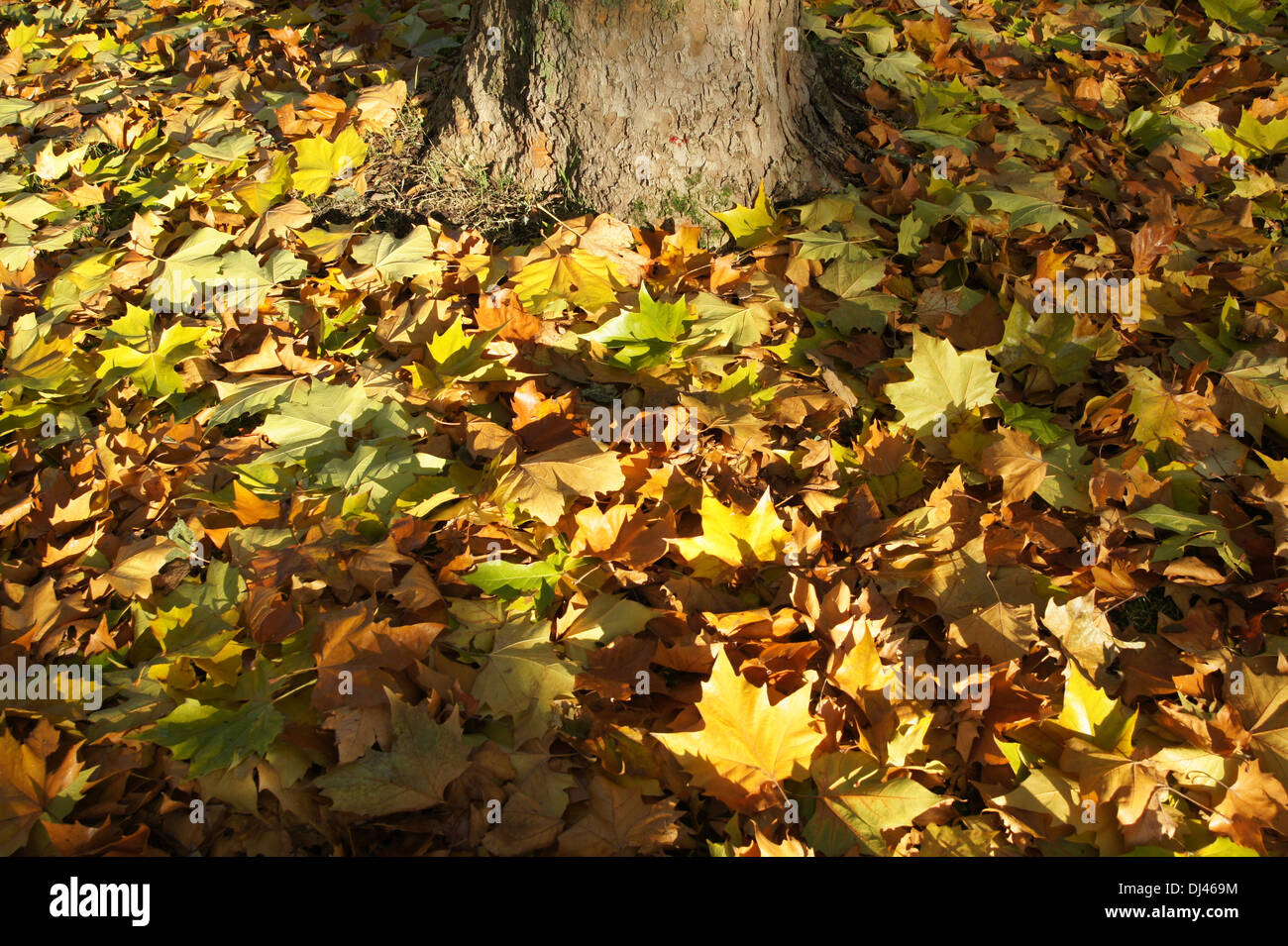 Platanus acerifolia, Platane, plane tree Stock Photo - Alamy