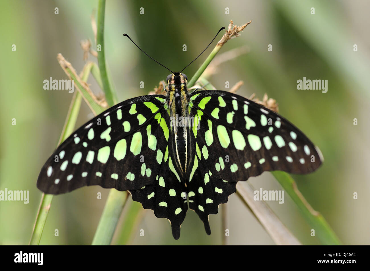 Curved wings hi-res stock photography and images - Alamy
