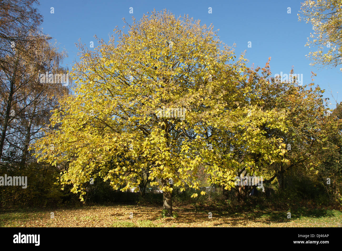 Corylus colurna hi-res stock photography and images - Alamy