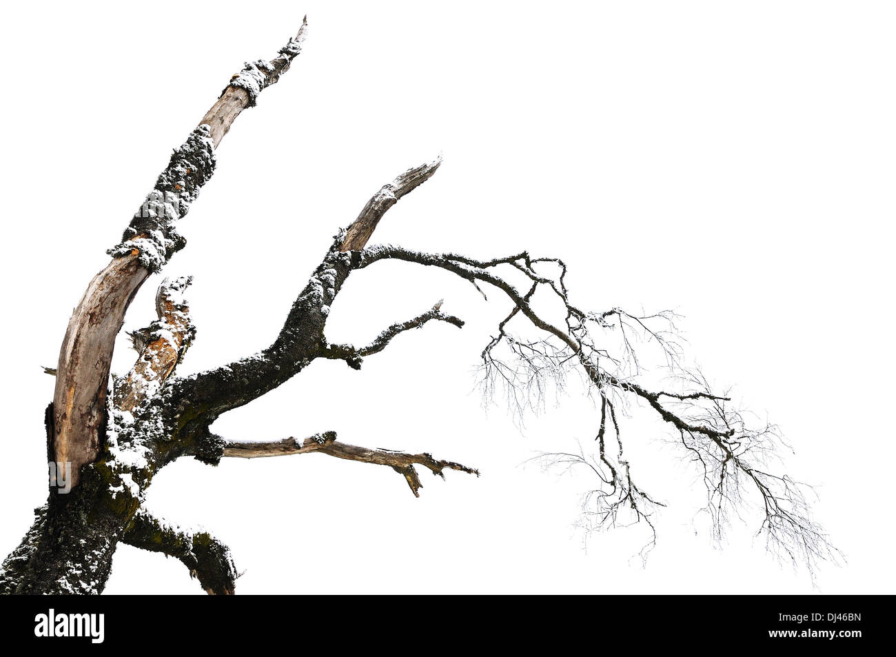 Dead winter tree hi-res stock photography and images - Alamy