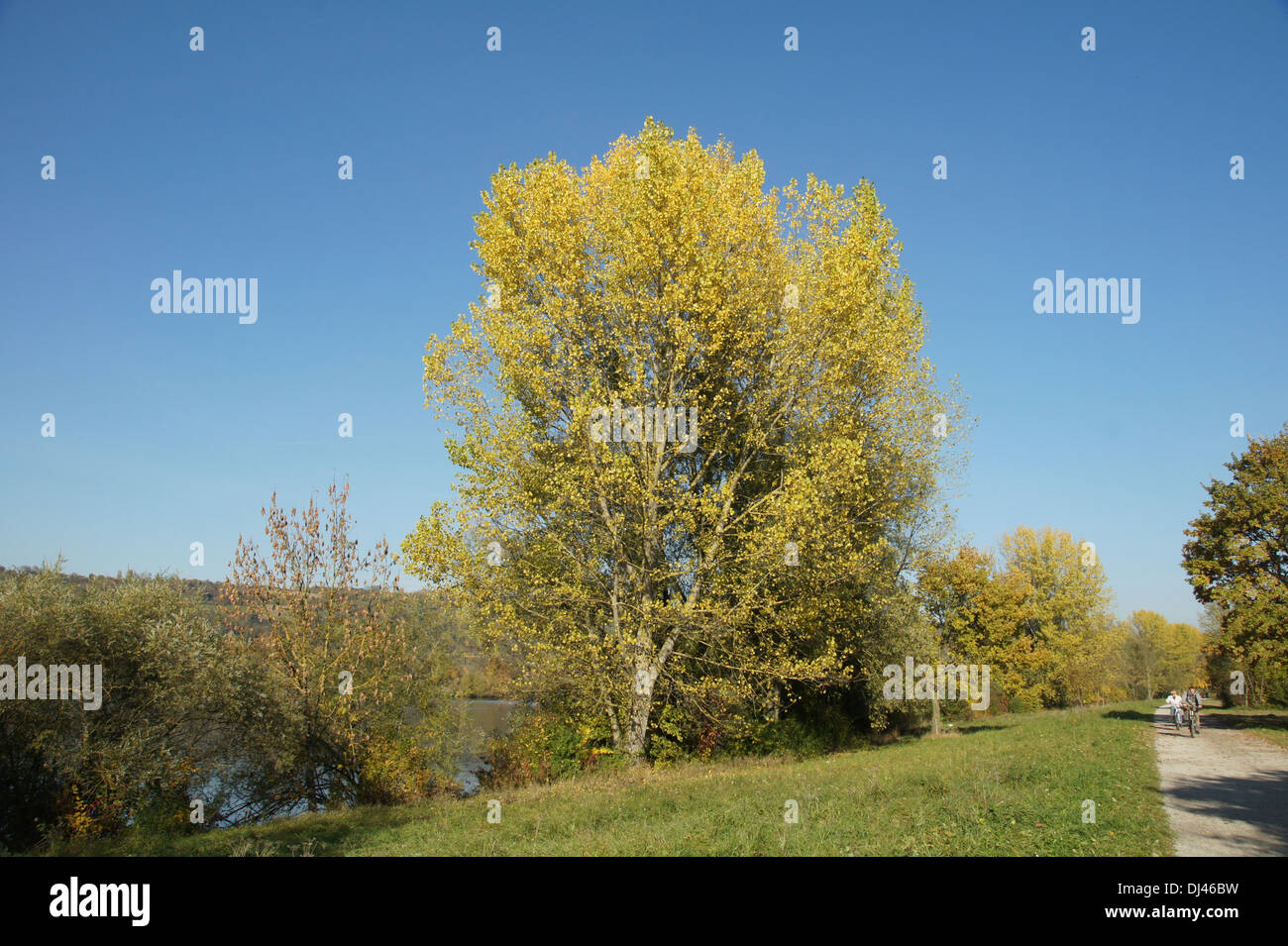 Populus canescens leaves hi-res stock photography and images - Alamy