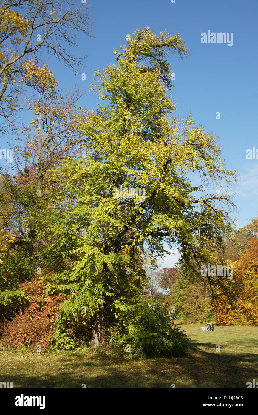 Wych elm tree hi-res stock photography and images - Alamy