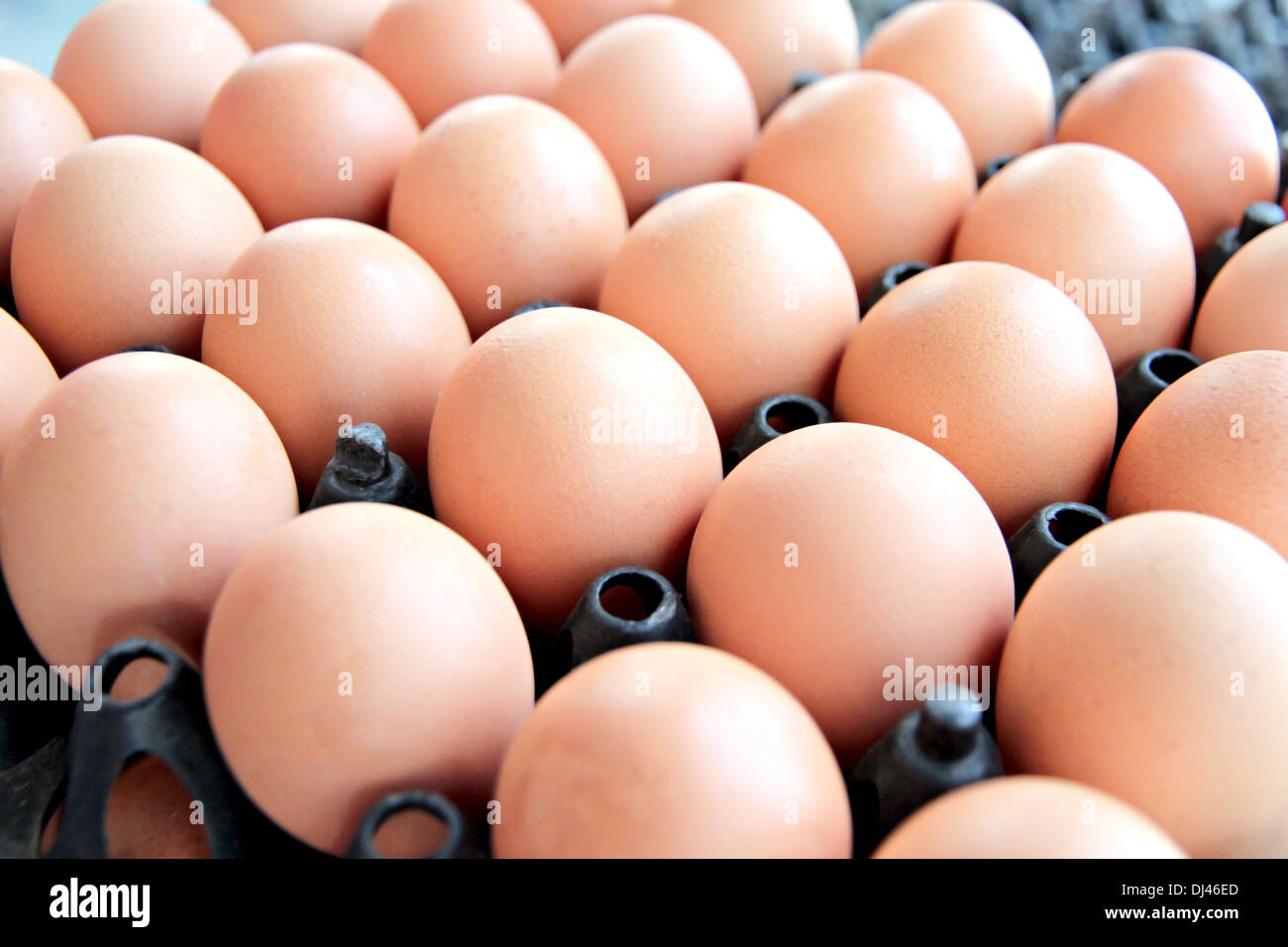 Row of eggs hi-res stock photography and images - Alamy