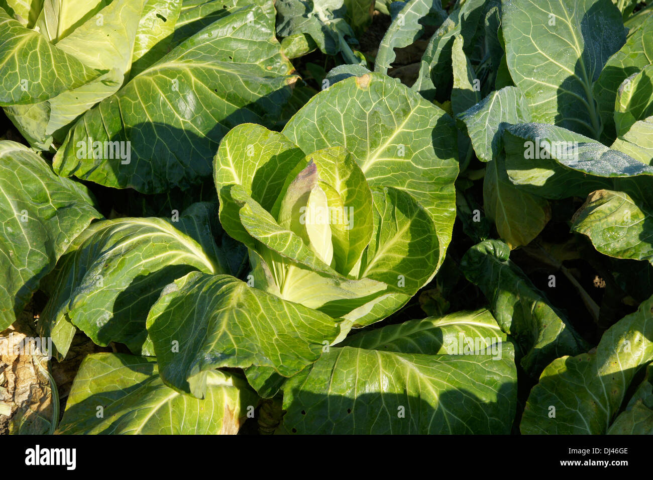 Spitzkohl hi-res stock photography and images - Alamy