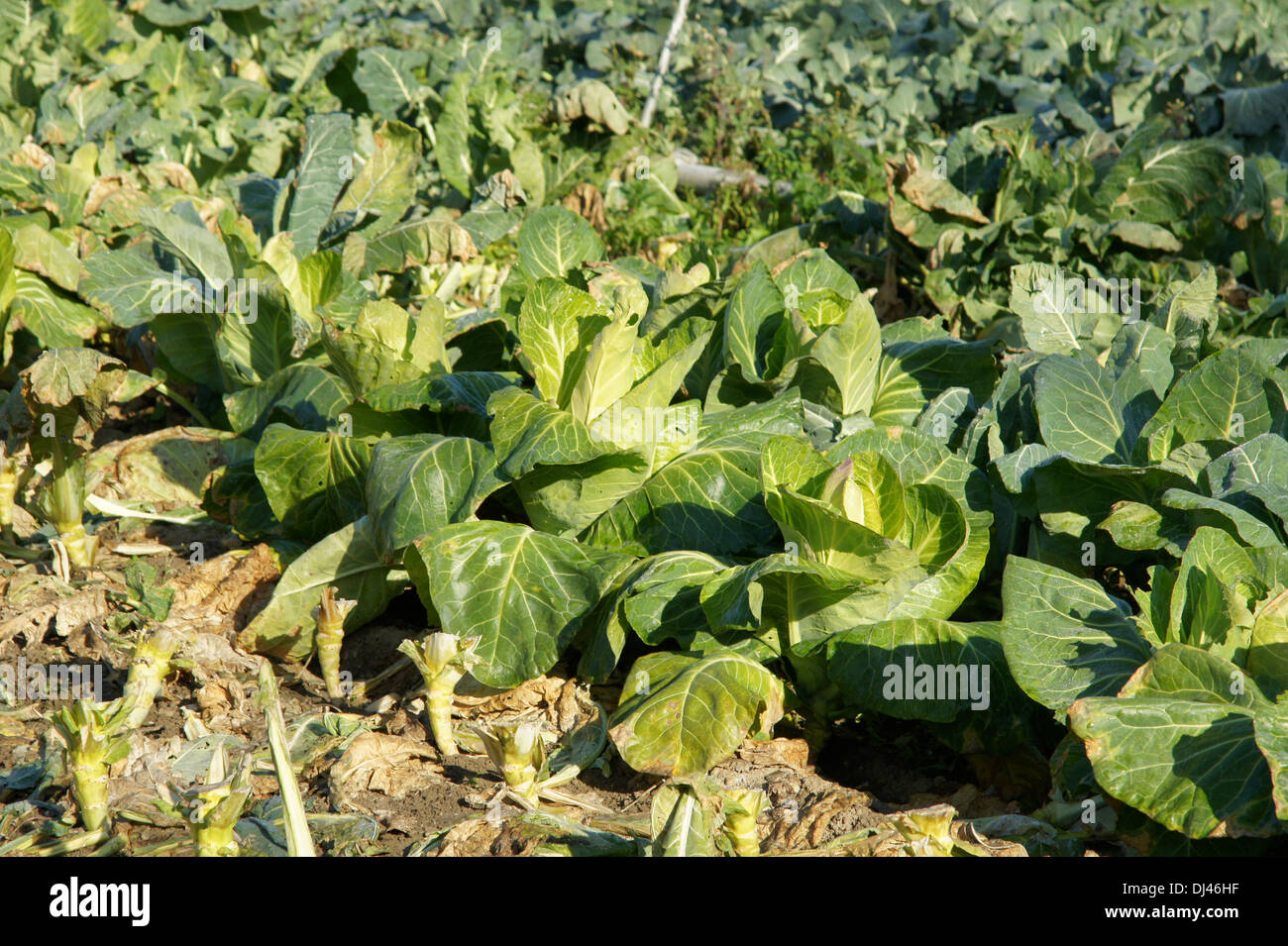 Spitzkohl hi-res stock photography and images - Alamy