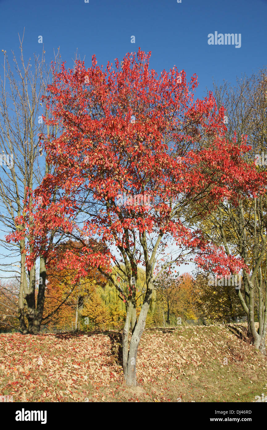Acer ginnala, Feuerahorn, amur maple Stock Photo - Alamy