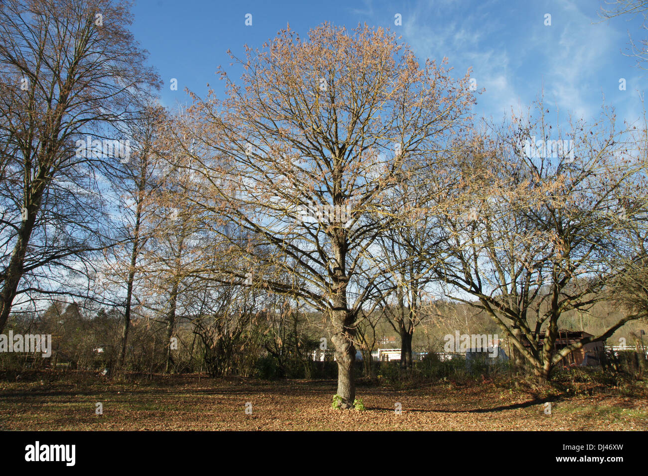 Turkish hazel corylus colurna hi-res stock photography and images - Alamy